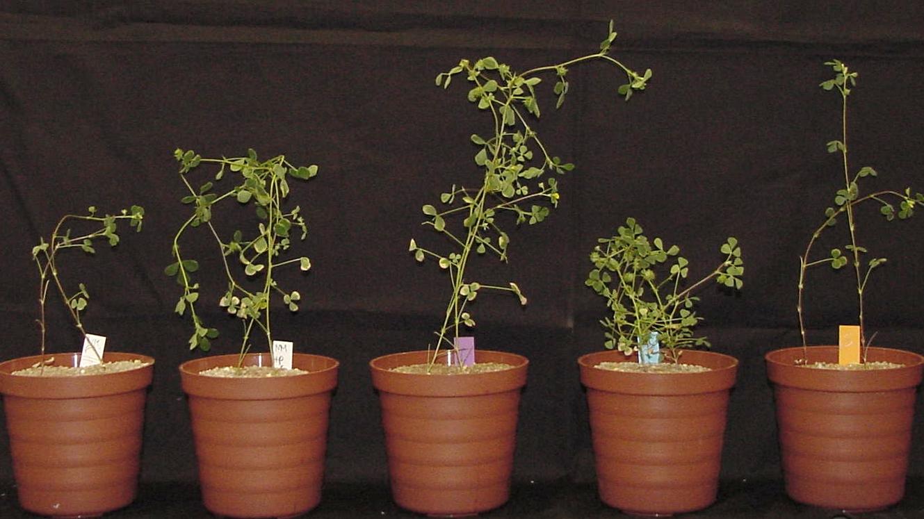 Frossard Emmanuel | Swiss Plant Science Web