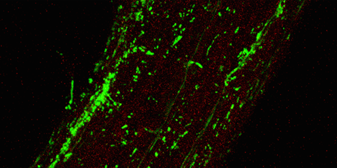 Schlaeppi Klaus | Swiss Plant Science Web