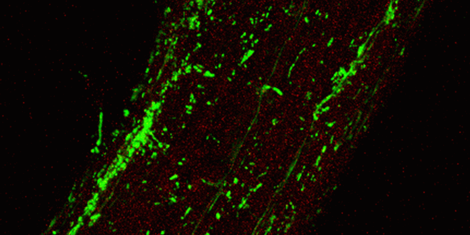 Schlaeppi Klaus | Swiss Plant Science Web