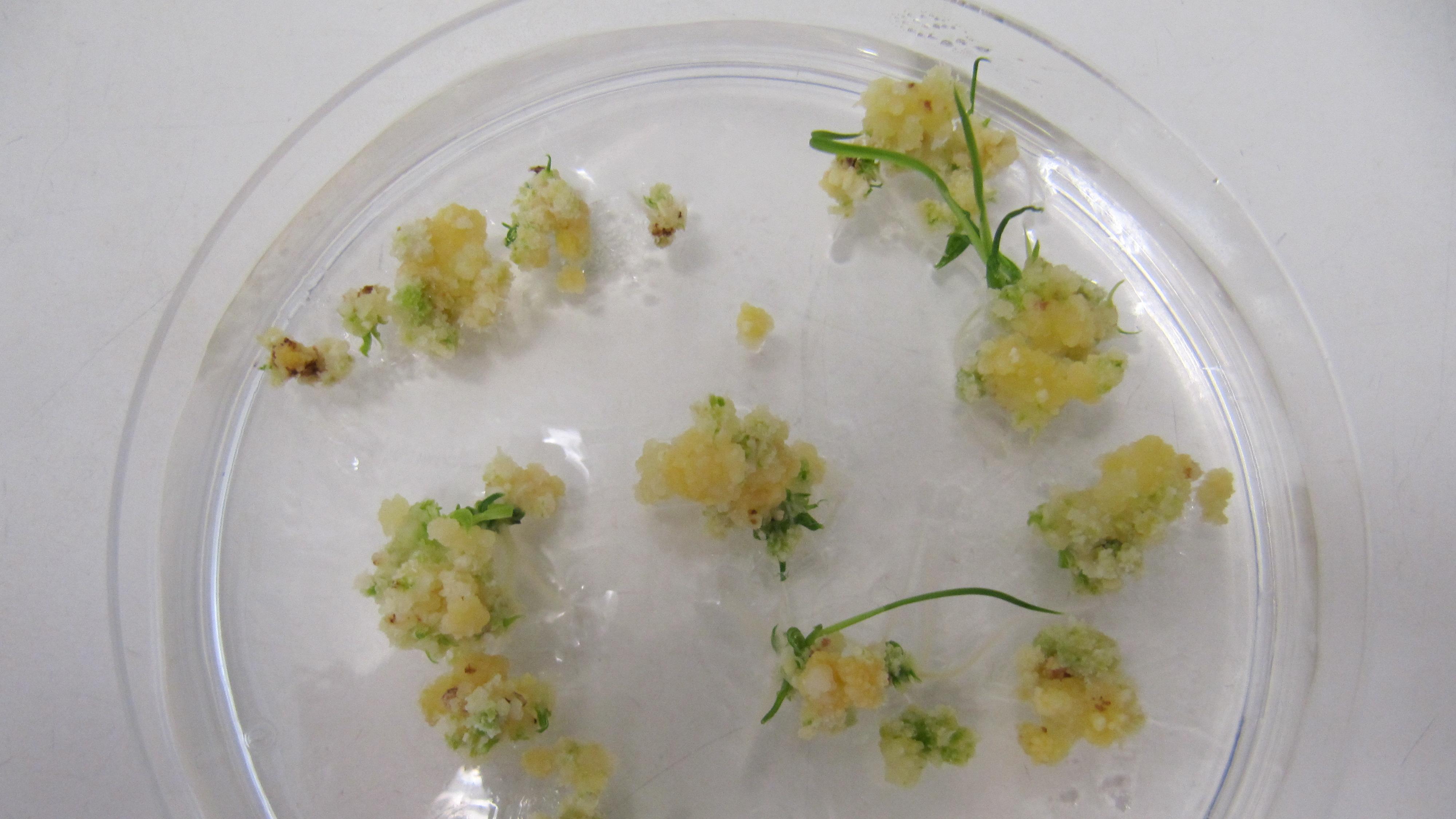 Portfolios | Swiss Plant Science Web