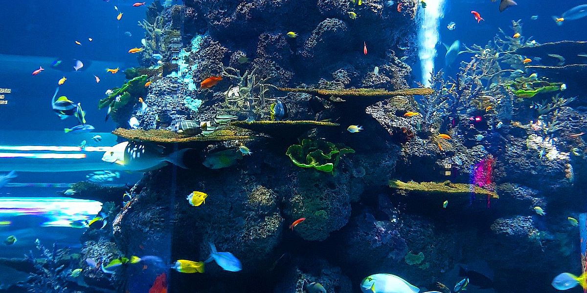 New world map of fish genetic diversity | Swiss Plant Science Web ...