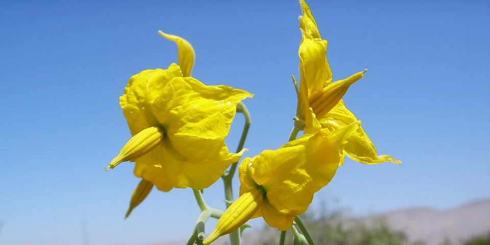 Portfolios | Swiss Plant Science Web