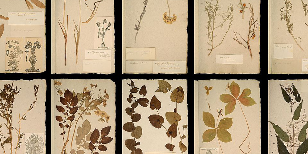 A botanical collection as the culmination of a life’s work | Swiss ...