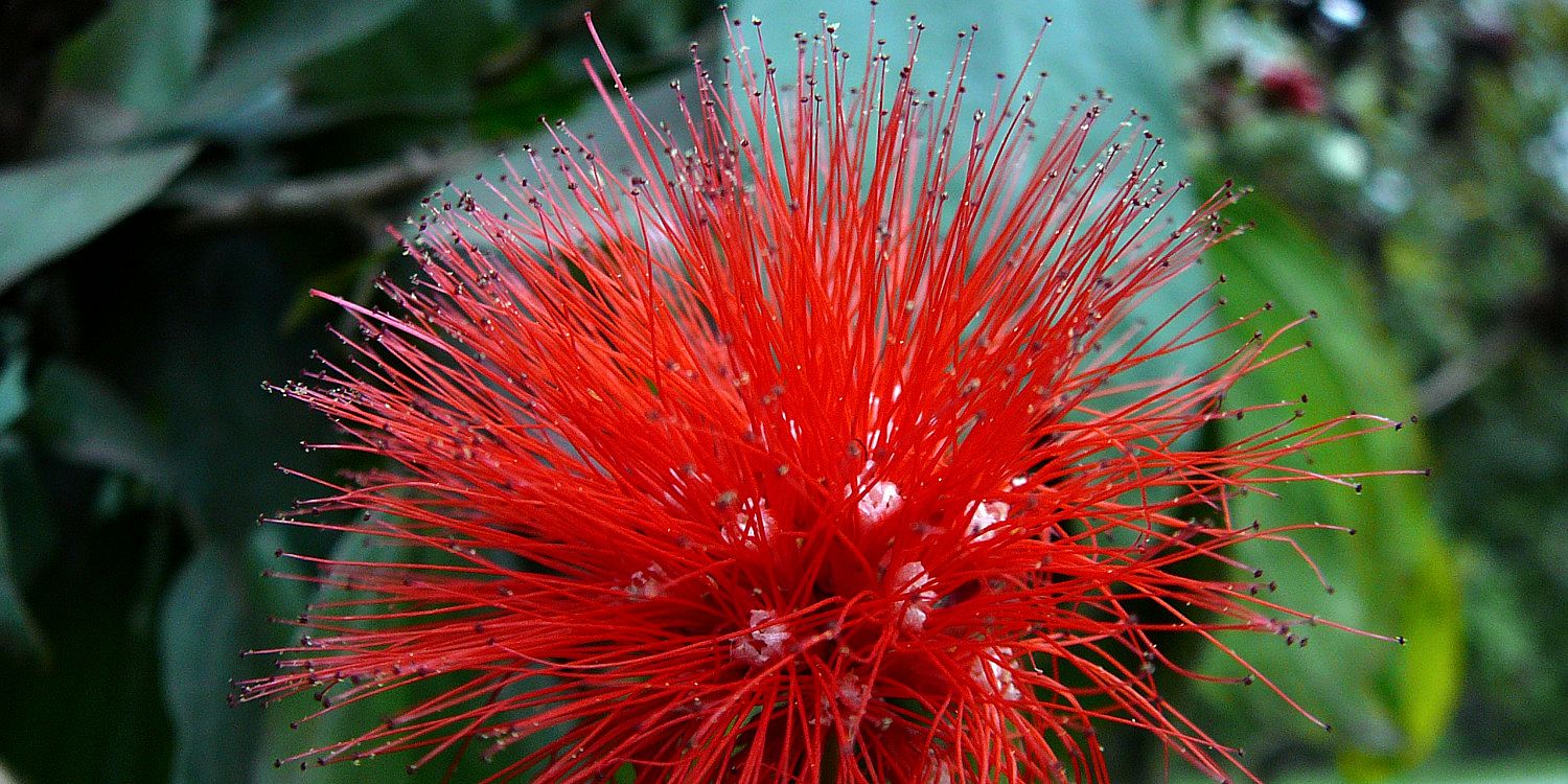 News details | Swiss Plant Science Web