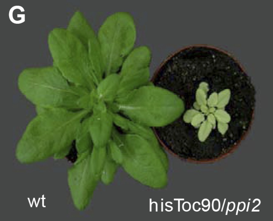 Kessler Felix | Swiss Plant Science Web