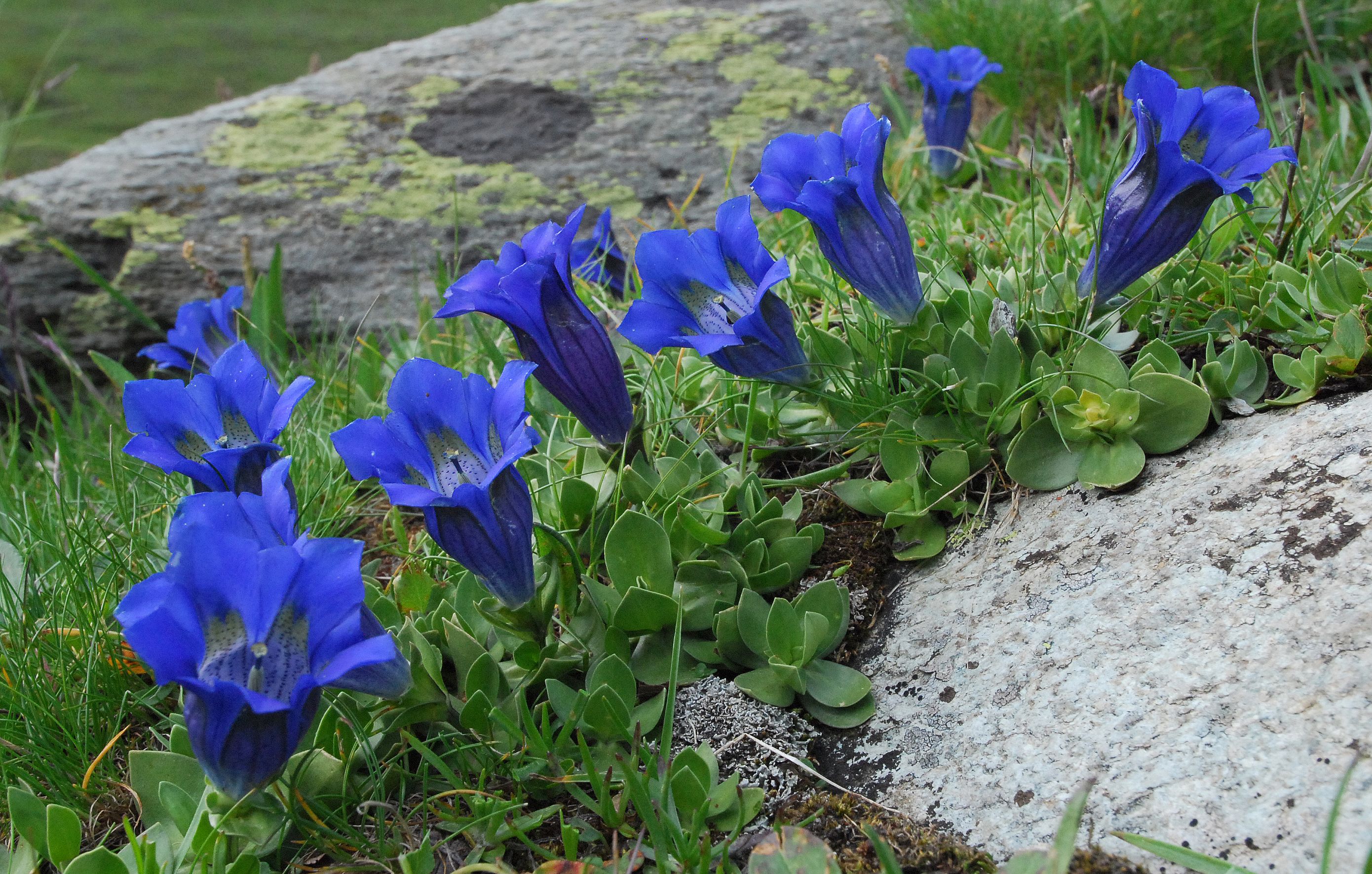 Naciri Yamama | Swiss Plant Science Web