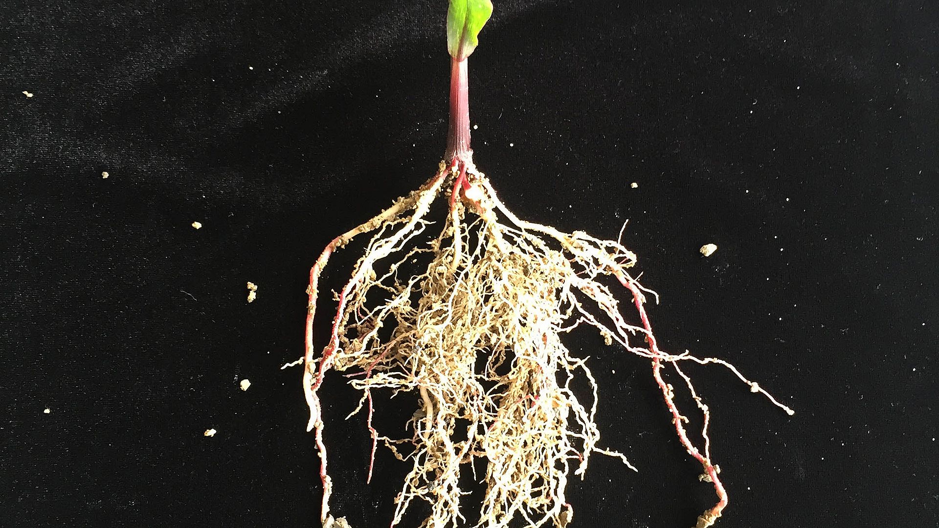 Schlaeppi Klaus | Swiss Plant Science Web