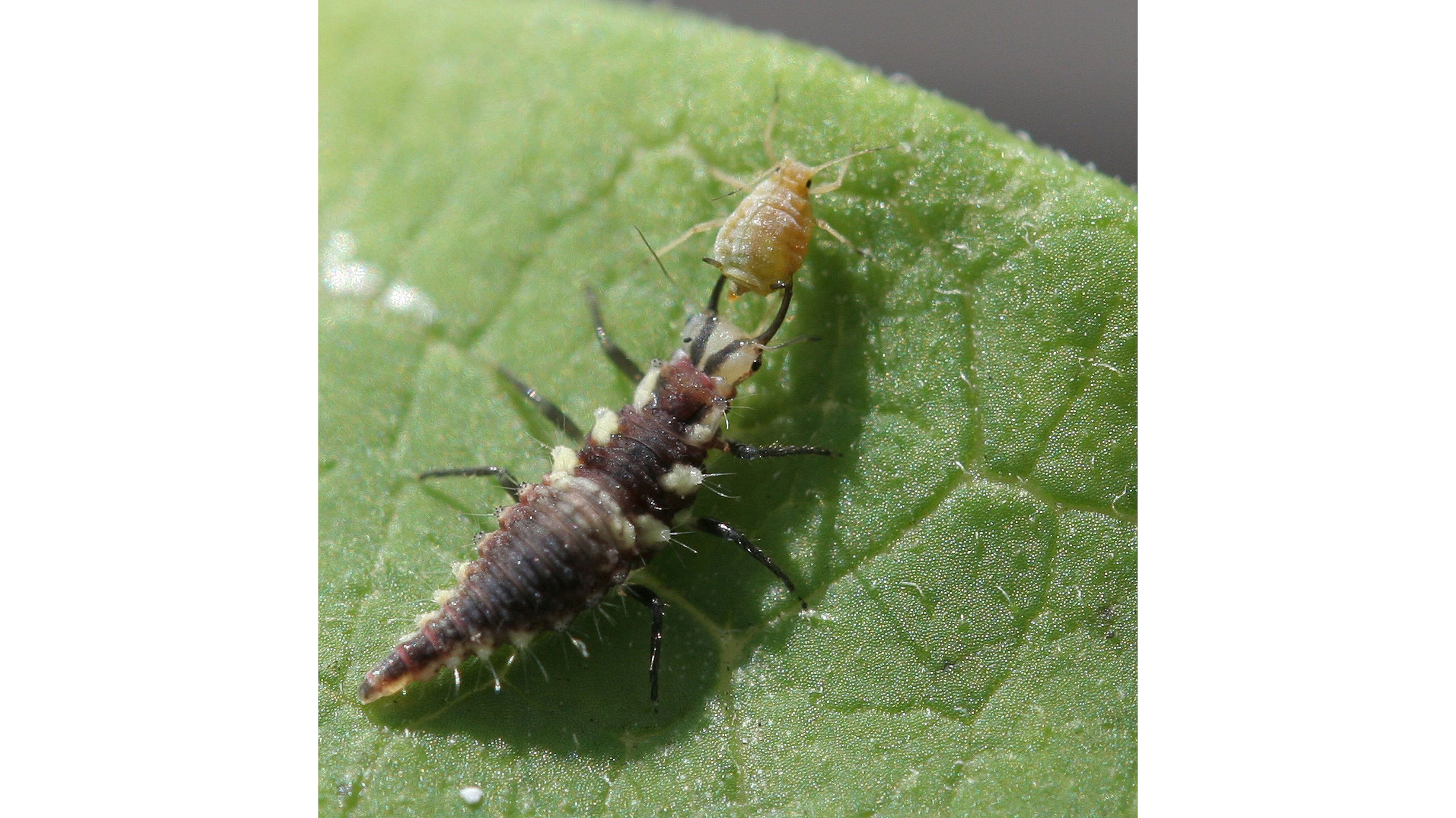 Züst Tobias | Swiss Plant Science Web